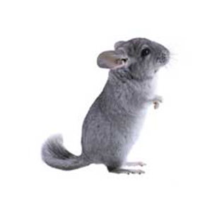 ΤΡΟΦΕΣ - ΜΙΚΡΑ ΖΩΑ